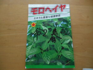 わが家のモロヘイヤづくり-ポットに種を蒔きトンネル内で育苗してから露地の畝に定植します